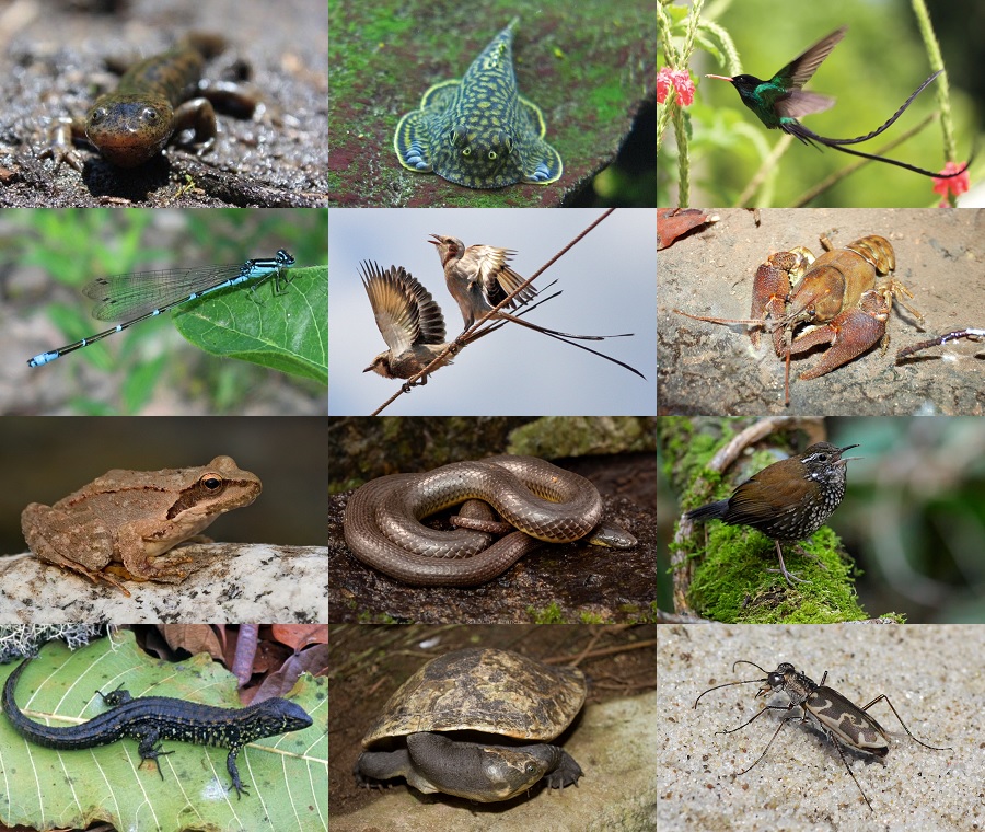 Find the Stream Animals Quiz - By alvir28