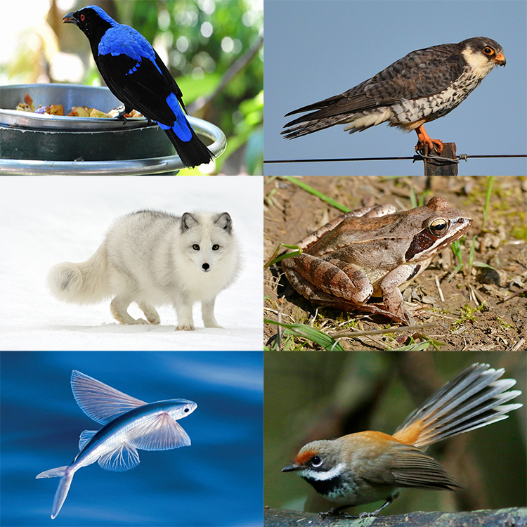 Find the 'AF' Animals Quiz - By DragMoogle