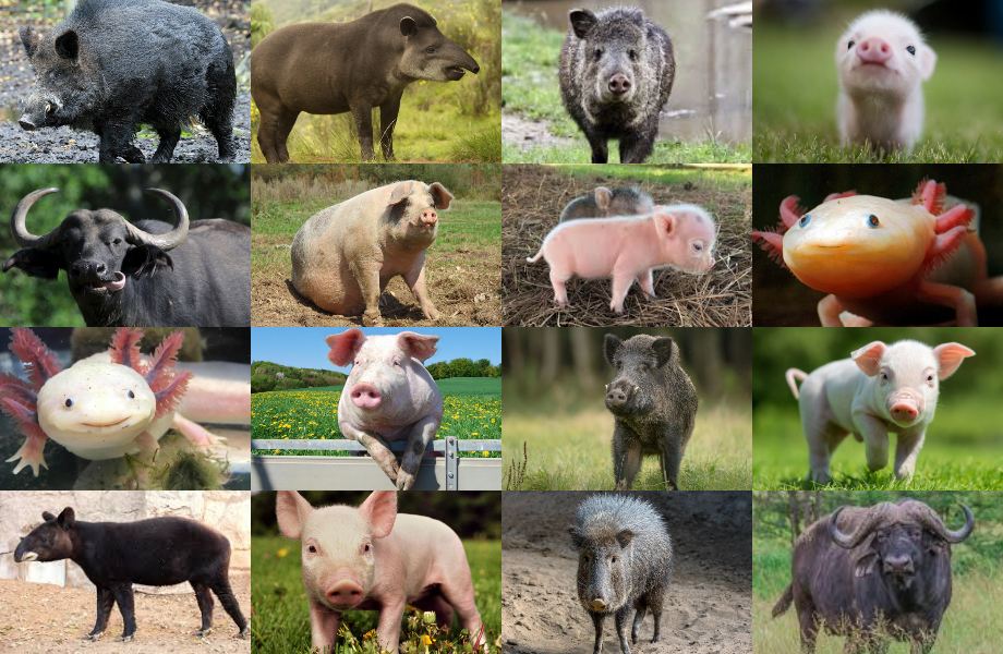 Click a Pig! Quiz - By nibperrychub