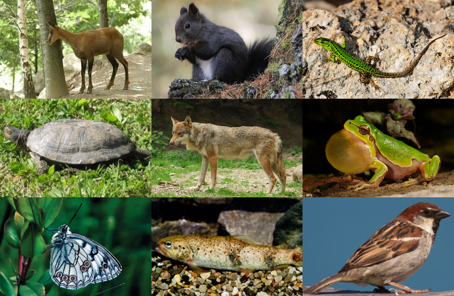 Italy's Native Animals Quiz - By Pigeonface