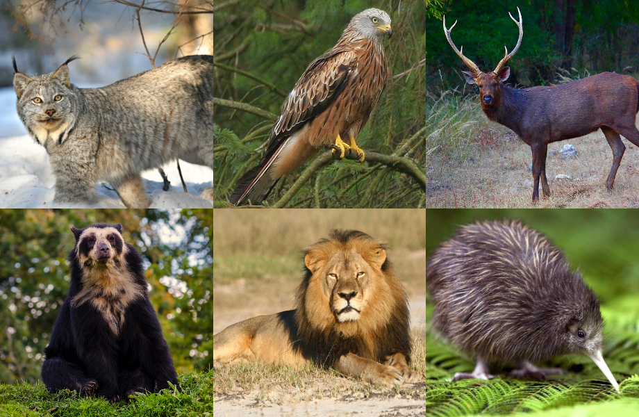 4-Letter Animal by Continent Quiz - By nibperrychub