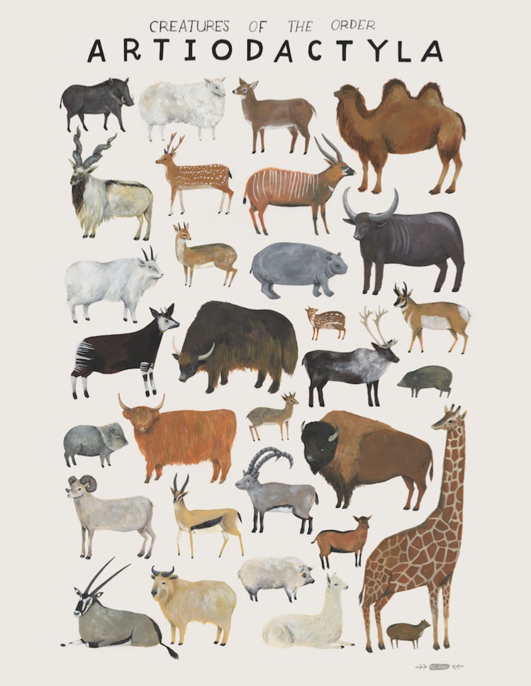 Picture Click: Artiodactyla Quiz - By KStericker