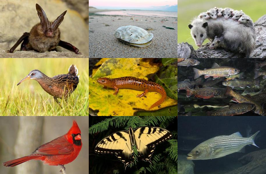 Virginia's Native Animals Quiz - By Exodiafinder687