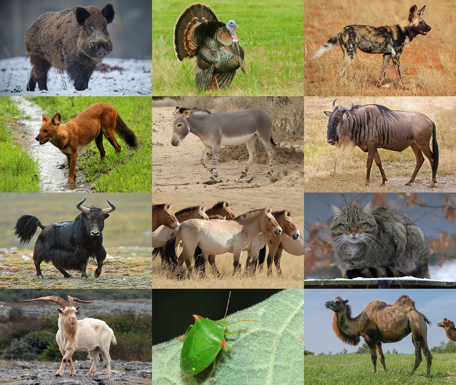 Find the Wild Animals Quiz - By alvir28