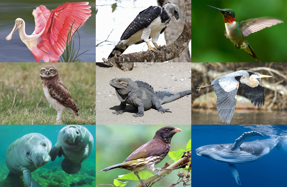 Dominican Republic's Native Animals Quiz - By nibperrychub