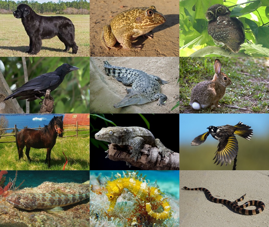 Find the New Animals Quiz - By alvir28