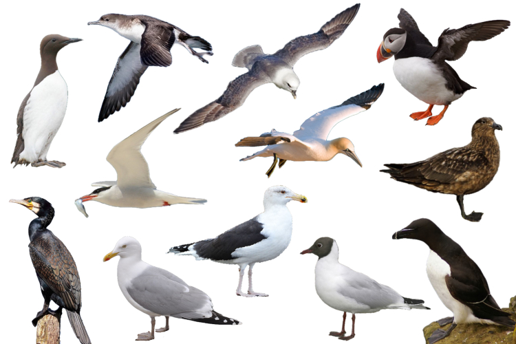 British Seabirds Quiz - By Snowdonia