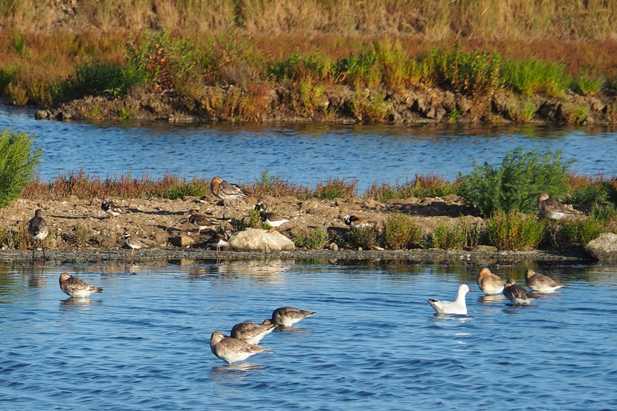 Blitz Click a Bird I Quiz - By zonkeda