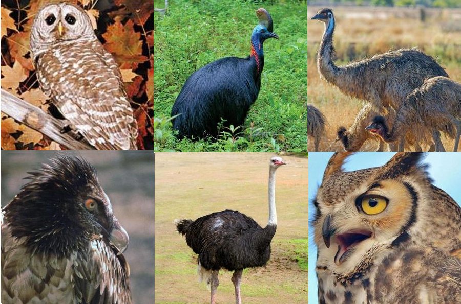 Six Most Dangerous Birds Quiz - By jimbaz