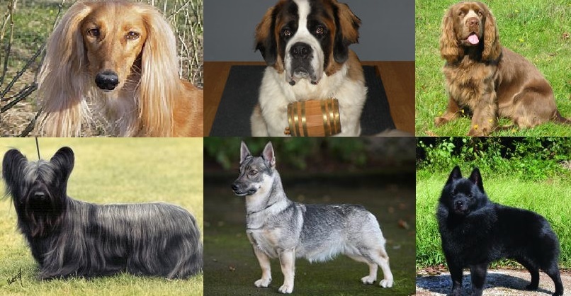 'S1' Dog Breed Picture Click Quiz - By Flick