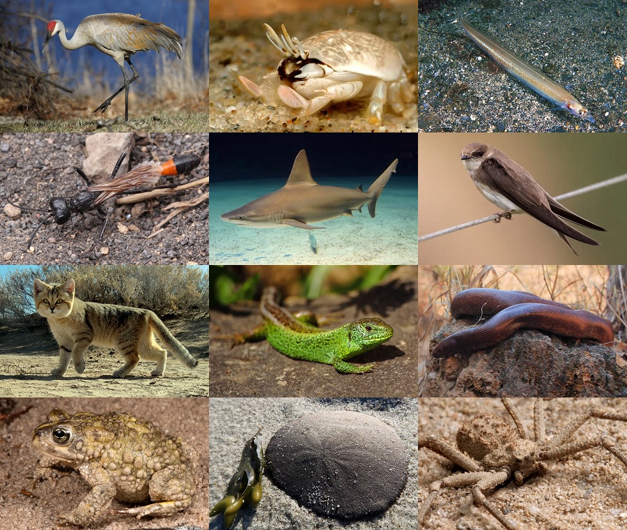 Find the Sand Animals Quiz - By alvir28