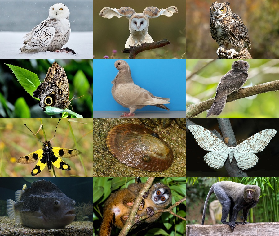 Find the Owl Animals Quiz - By alvir28