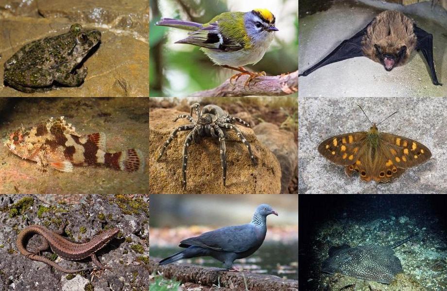 Portugal's Native Animals Quiz - By Exodiafinder687
