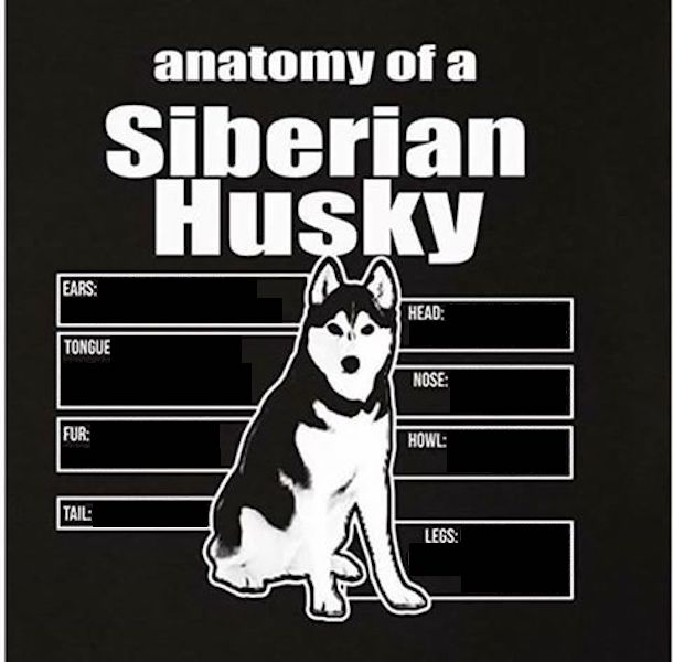 Anatomy of a Husky Quiz - By CGMFan1
