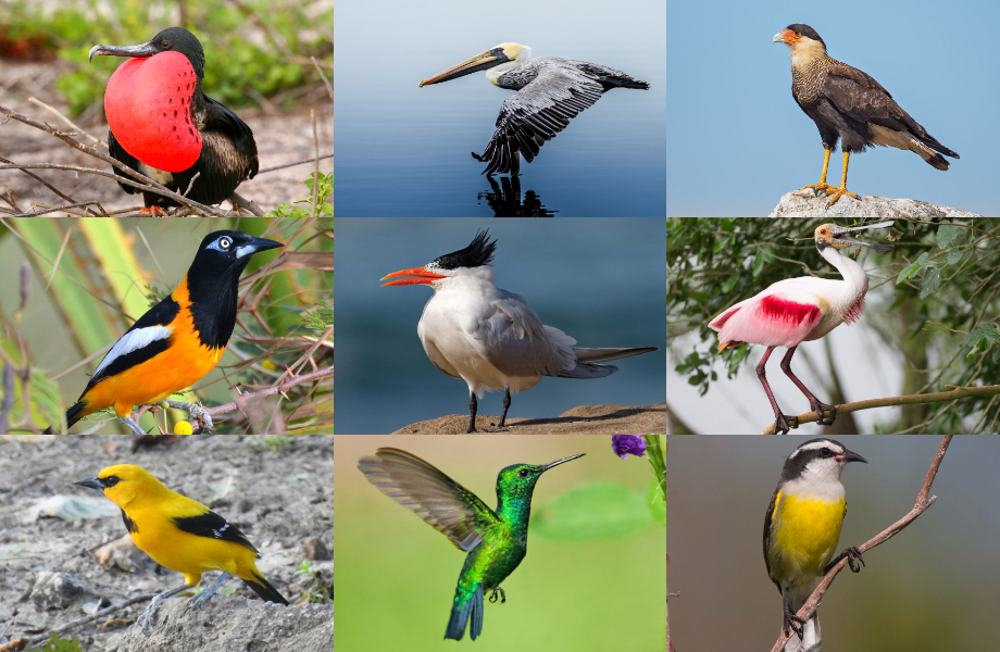 Aruba's Native Birds Quiz - By nibperrychub