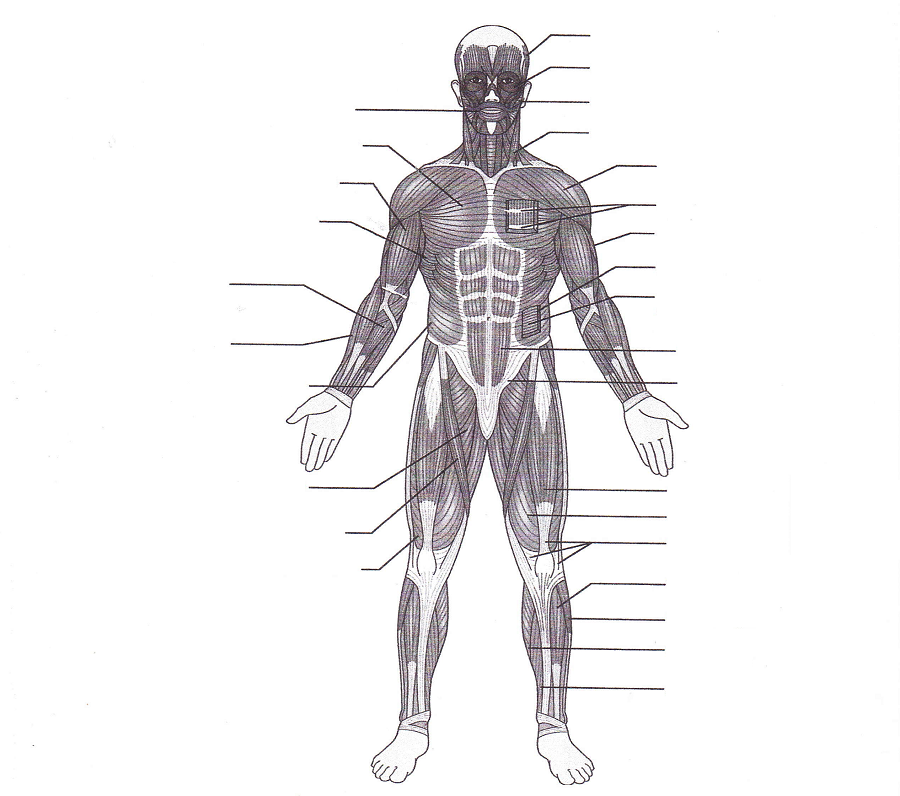 Front Muscles of the Body Quiz - By jpenguin