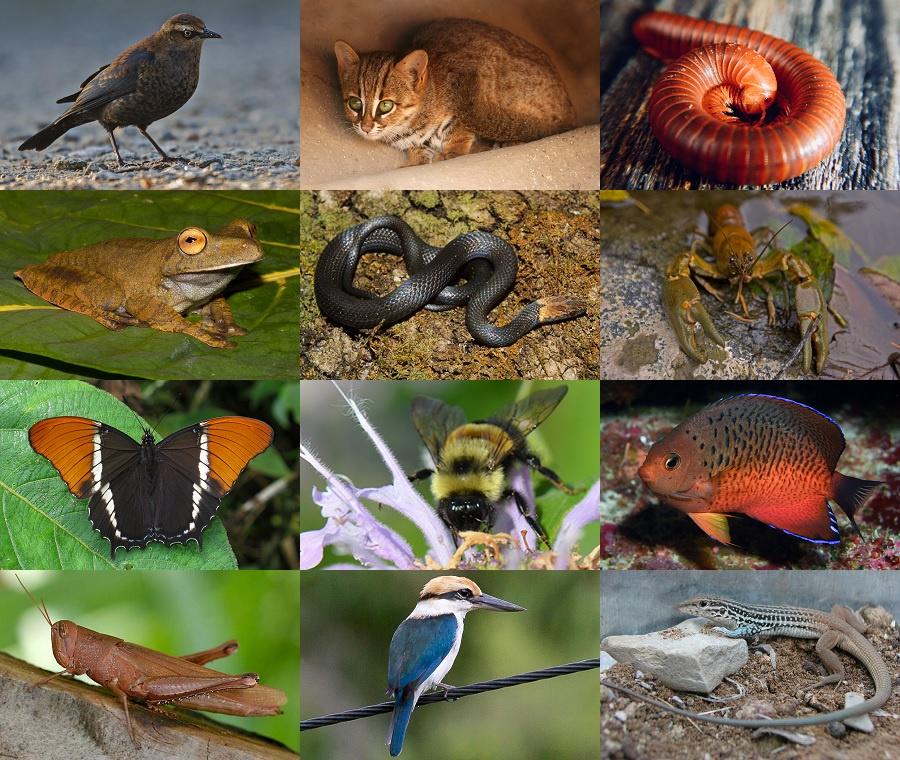 Find the Rusty Animals Quiz - By alvir28