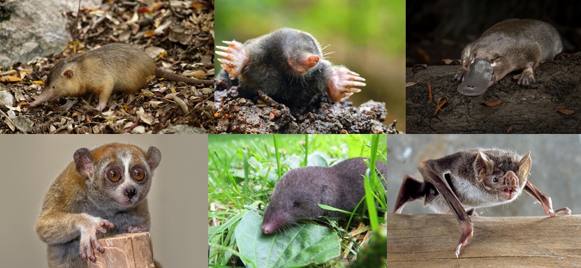 Venomous Mammals Quiz - By Extinctanimals22
