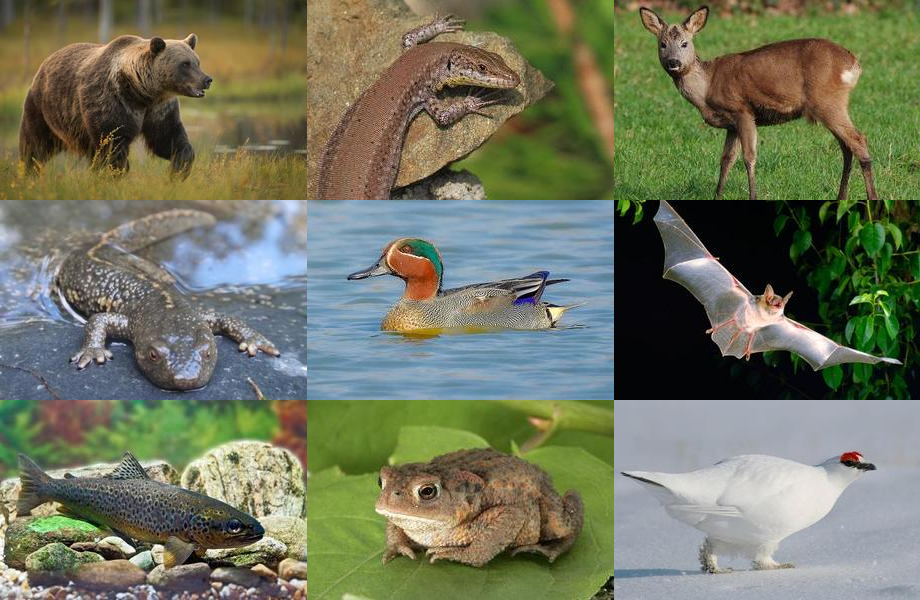 Andorra's Native Animals Quiz - By Exodiafinder687