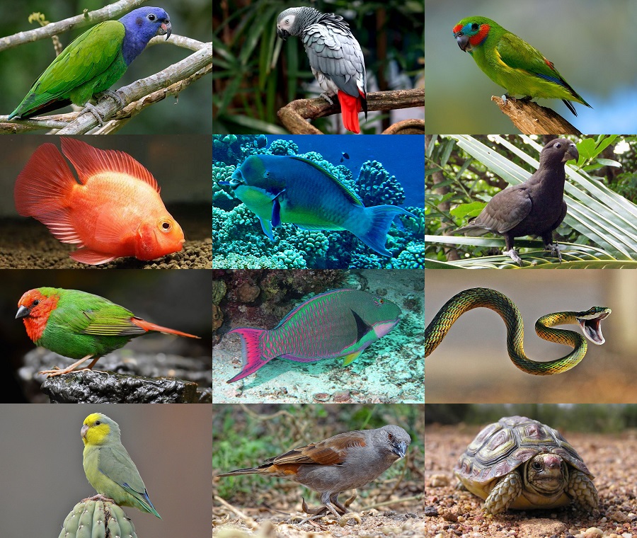 Find the Parrot Animals Quiz - By alvir28