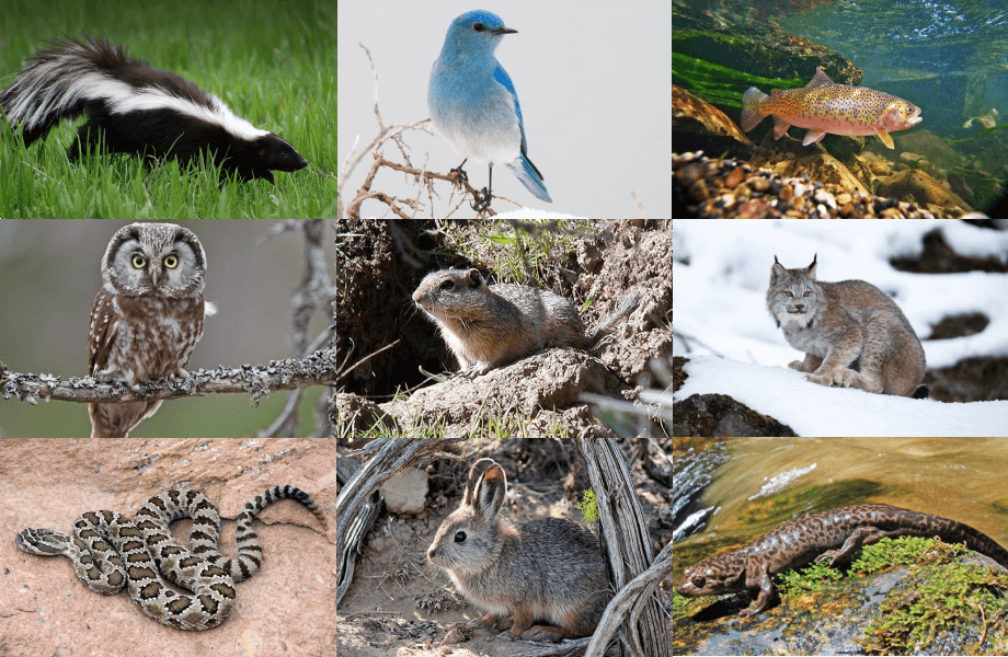 Idaho's Native Animals Quiz - By loesje11