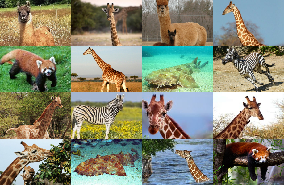 Click a Giraffe! Quiz - By nibperrychub