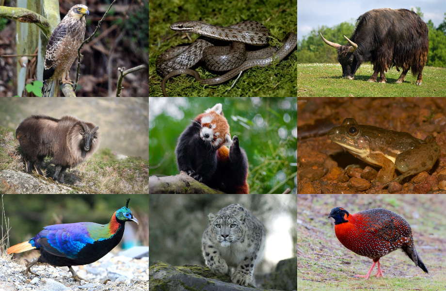 Nepal's Native Animals Quiz - By nibperrychub
