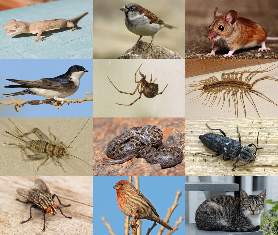 Find the House Animals Quiz - By alvir28