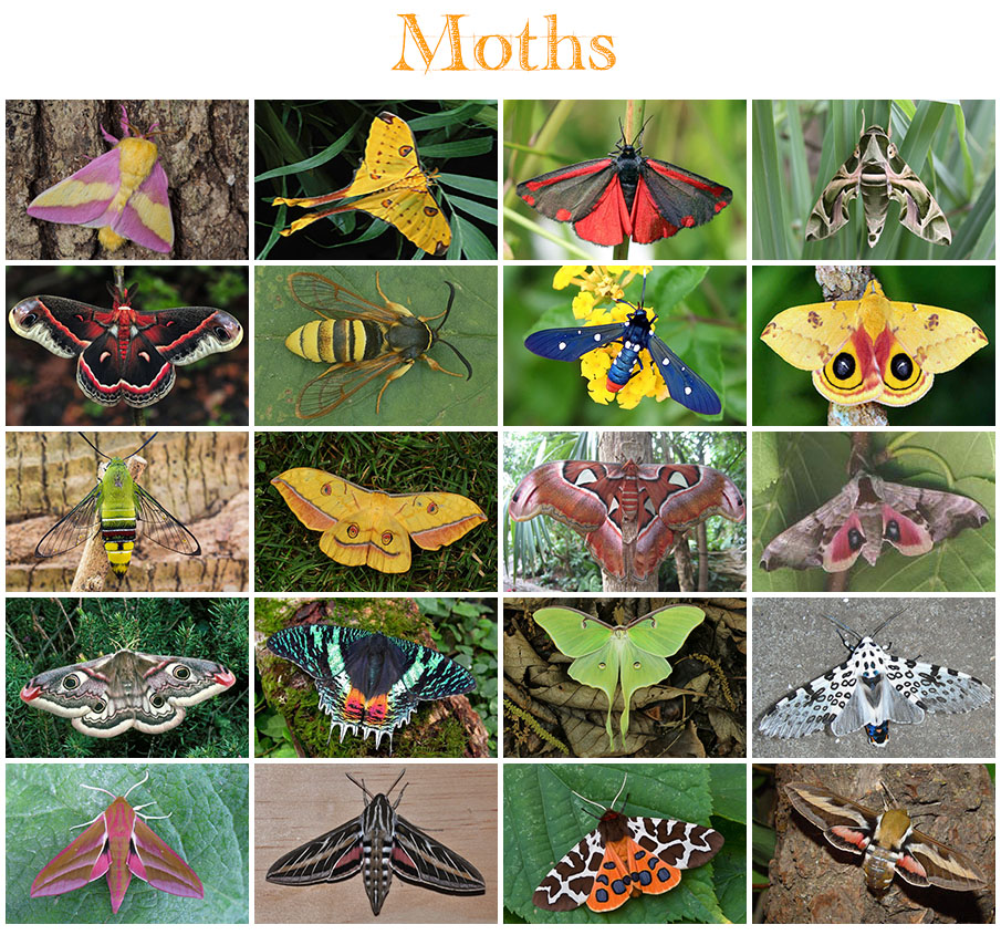Animals - Moths Quiz - By kfastic