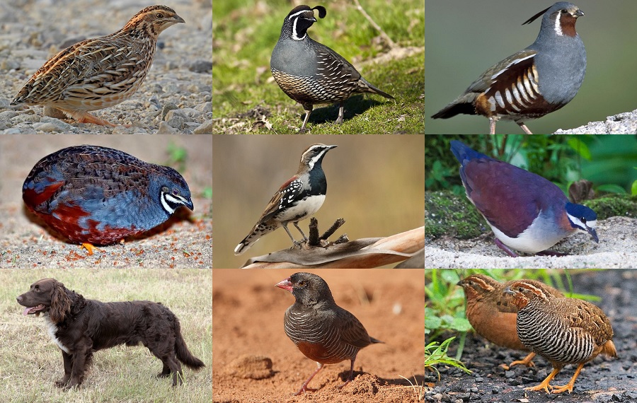 Find the Quail Animals Quiz - By alvir28