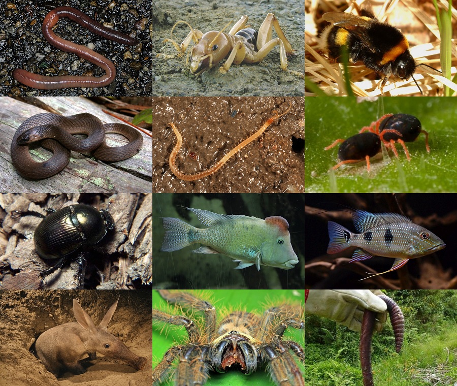 Find the Earth Animals Quiz - By alvir28