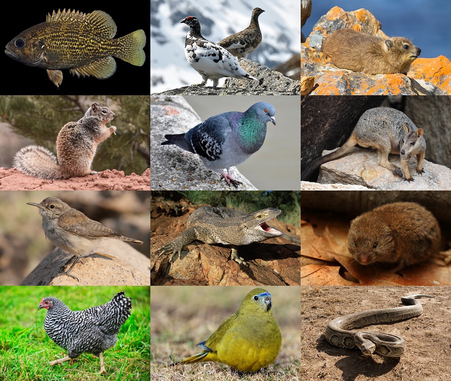 Find the Rock Animals Quiz - By alvir28