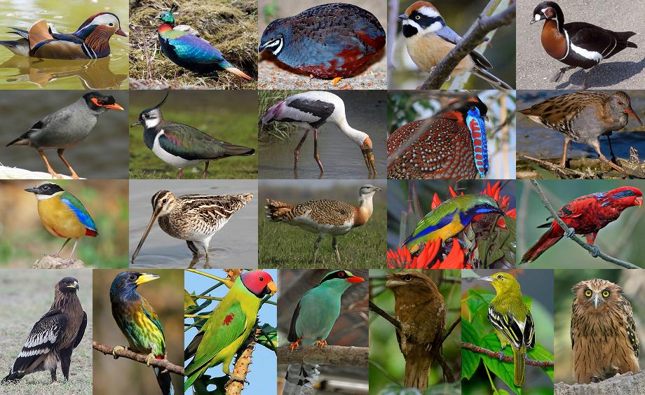 Birds of Asia 2 Quiz - By Scuadrado
