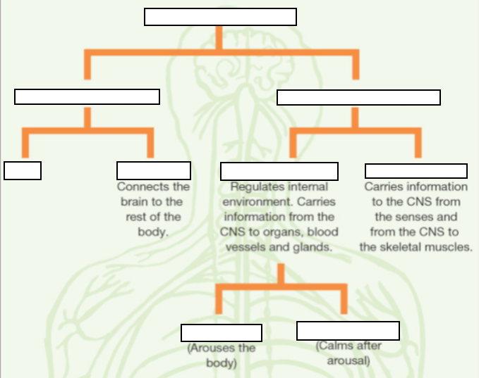 Nervous System Family Tree Quiz - By yeet_3