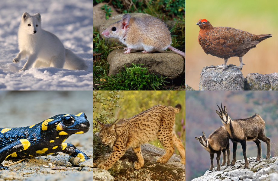 European Animal by Country Quiz - By nibperrychub