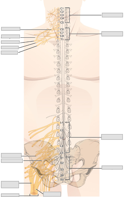 Spinal Nerve Plexuses 13.4 Quiz - By HarrisonFC