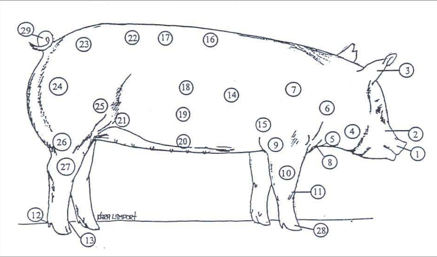 Parts of a Pig Quiz - By mrpoz