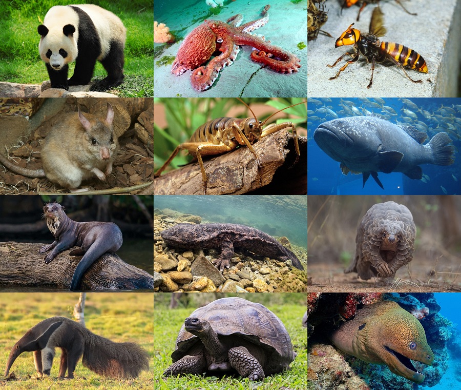 Find the Giant Animals Quiz - By alvir28
