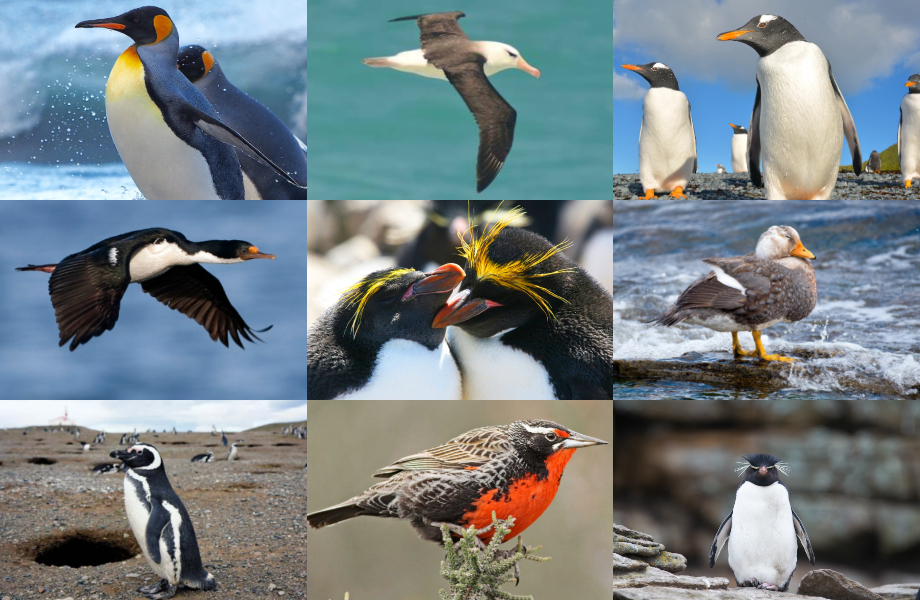 Falkland Islands' Native Birds Quiz - By Pigeonface