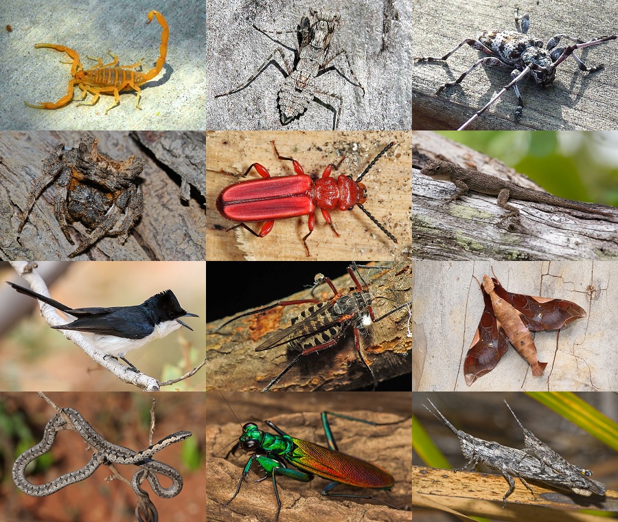 Find the Bark Animals Quiz - By alvir28