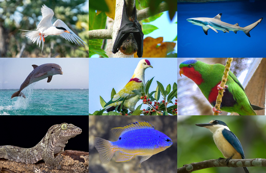 Samoa's Native Animals Quiz - By nibperrychub