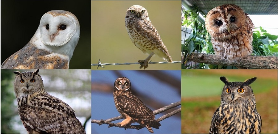 British Owls Picture Click Quiz - By Woorsie