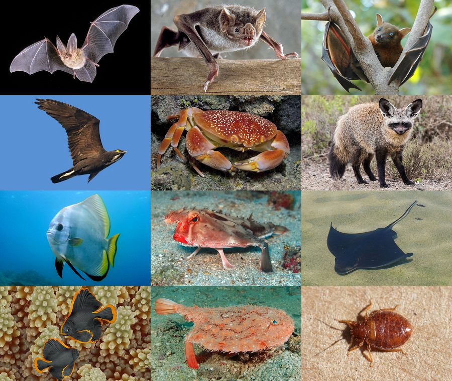 Find the Bat Animals Quiz - By alvir28