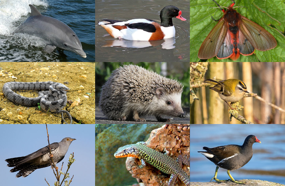 Malta's Native Animals Quiz - By Pigeonface