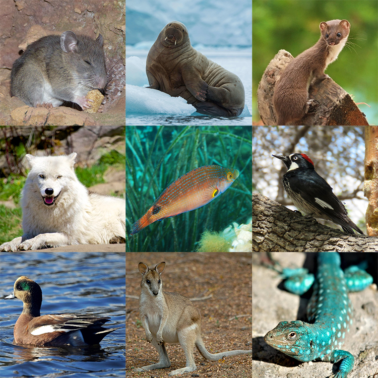 Find the 'AW' Animals Quiz - By DragMoogle