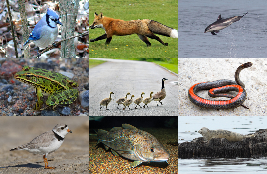 Prince Edward Island's Native Animals Quiz - By cantdecide