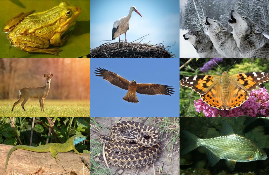 Moldova's Native Animals Quiz - By Exodiafinder687