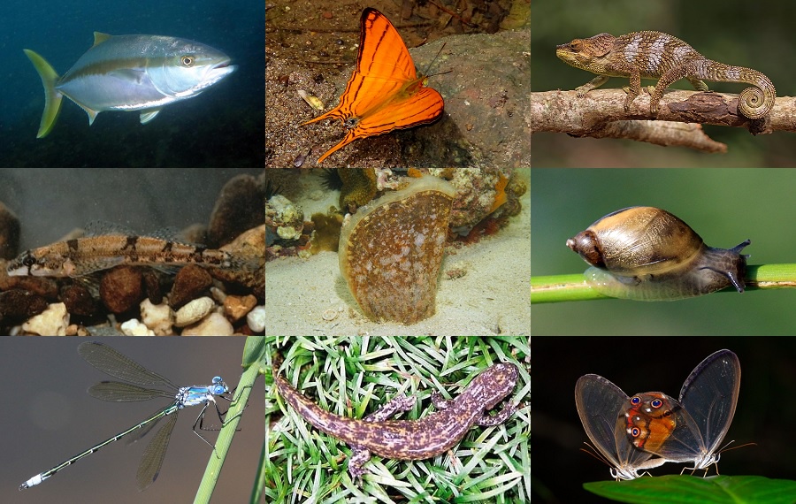 Find the Amber Animals Quiz - By alvir28