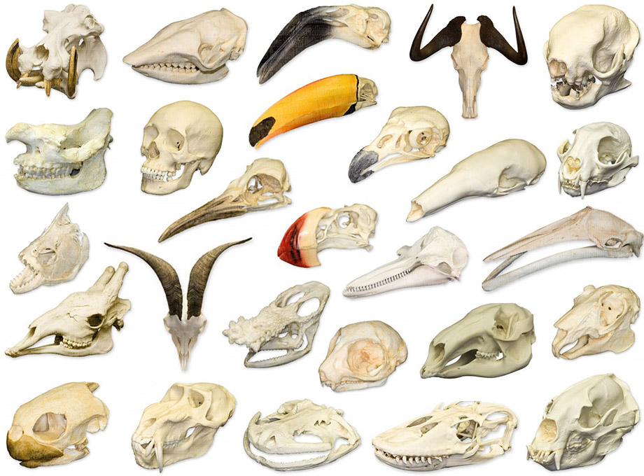 Osteology Museum: Animal Skulls II Quiz - By kfastic