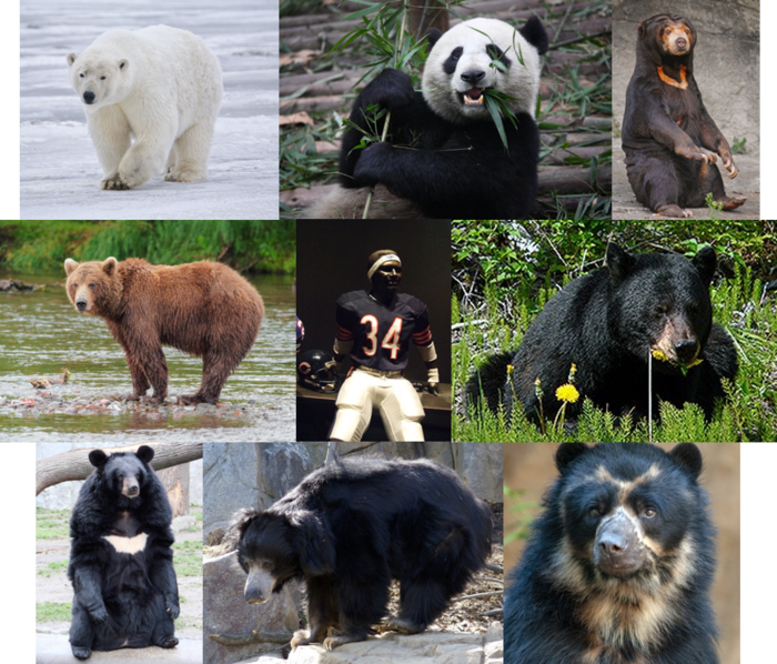 Bears Quiz - By Tasi